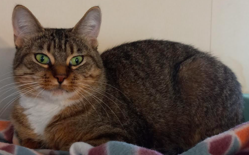 Pet Connection: Meet Mia | OceanaCountyPress.com