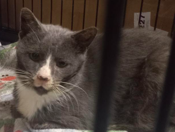 Cat Connection: Meet Gramps | OceanaCountyPress.com